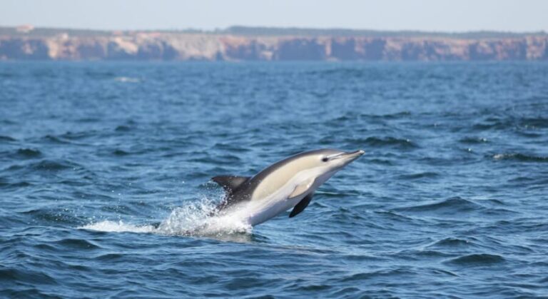 Sagres: Dolphin Watching Tour - Real Feedback from Travelers