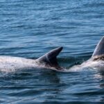 Sagres Wildlife Adventure: Dolphin and Whale Watching Tour - The Sum Up