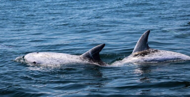 Sagres Wildlife Adventure: Dolphin and Whale Watching Tour - The Sum Up