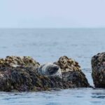 Sail into the heart of the bay - FAQs