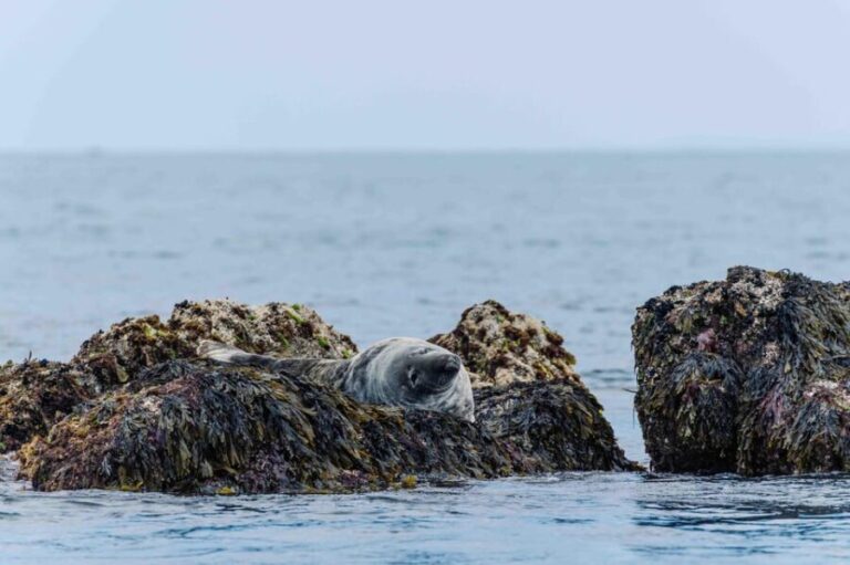 Sail into the heart of the bay - FAQs