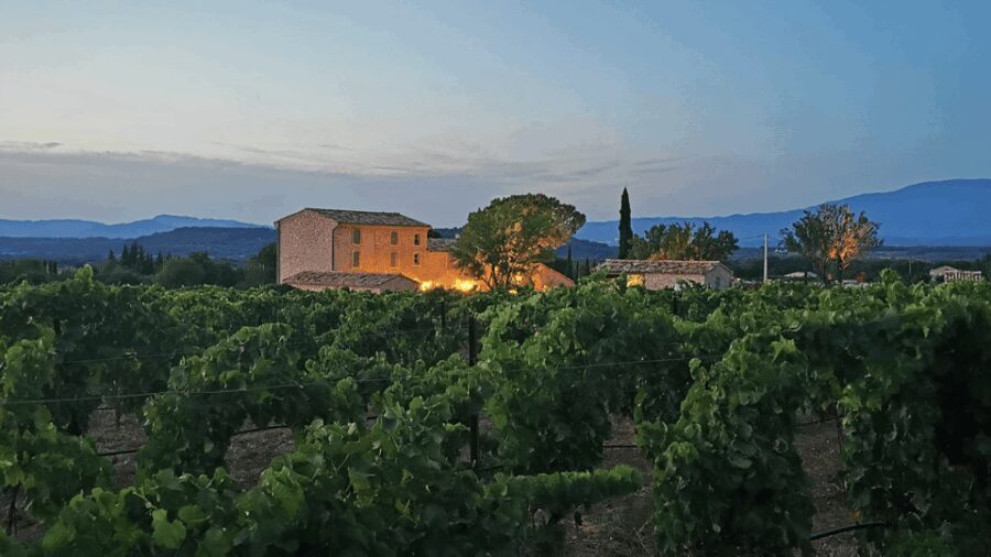 Saint-Didier: visit a winery & taste organic wines - What To Expect at Domaine du Chat Blanc