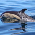 Salema: Dolphin Watching - Key Points