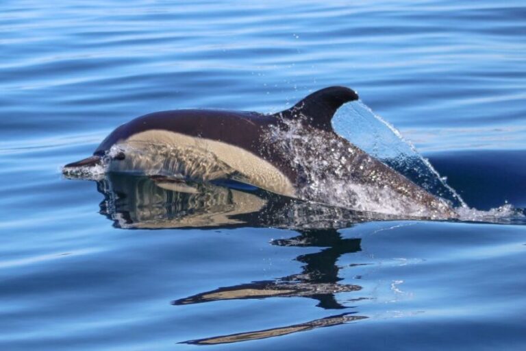 Salema: Dolphin Watching - Key Points