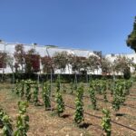 Salento: Winery Tour and Tasting - Highlights Worth Noting
