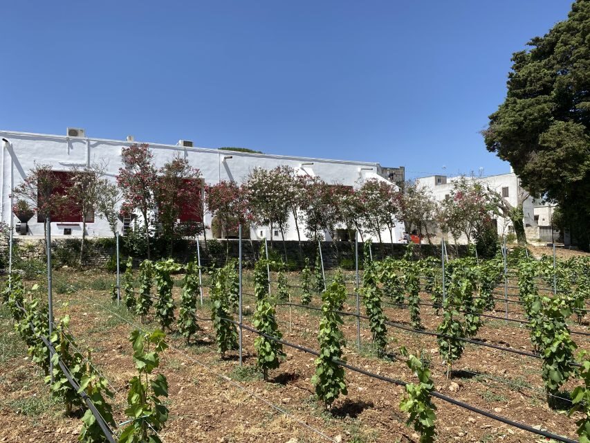 Salento: Winery Tour and Tasting - Highlights Worth Noting
