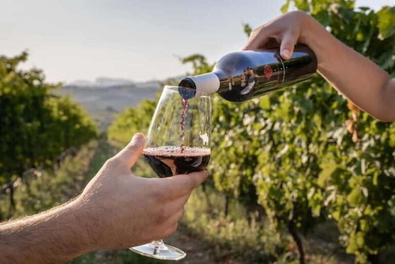 Salerno: Wine Tasting with Vineyard and Olive Grove Visit - Practical Details and Considerations