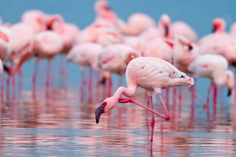 Salina Maria Stella di Trapani: Birdwatching in search of flamingos - Pricing and Value
