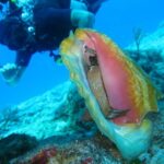 San Domino, Tremiti: try scuba, first diving experience - What’s Special About the Dive