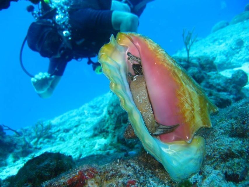 San Domino, Tremiti: try scuba, first diving experience - What’s Special About the Dive