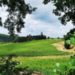 San Gimignano and Chianti Classico Wine and Food PRIVATE TOUR from Florence - Who This Tour is Perfect For