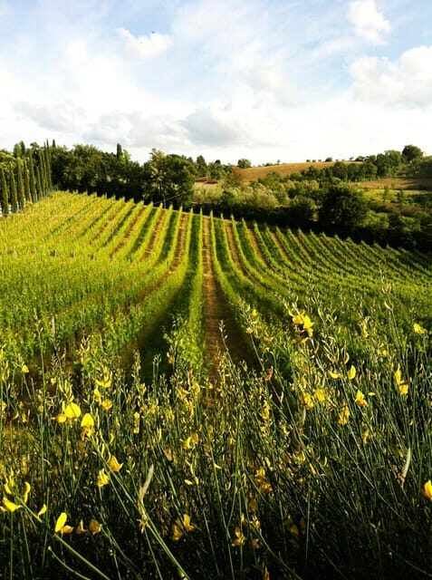 San Gimignano: Tuscan Wine & Bruschetta Tasting for Families - A Closer Look at the Itinerary
