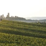 San Gimignano: Wine Tasting in an Organic Family Winery - Wine Tasting and Food Pairings