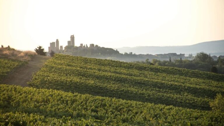 San Gimignano: Wine Tasting in an Organic Family Winery - Wine Tasting and Food Pairings
