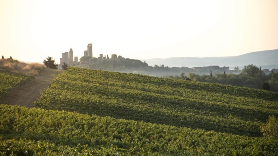 San Gimignano: Wine Tasting in an Organic Family Winery - Wine Tasting and Food Pairings