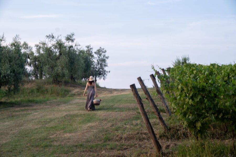 San Gimignano: Wine Tasting with Aperitivo in the Vineyard - The Process and Education