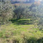 San Gimignano: Winery Visit with Picnic in Olive Grove - The Picnic in the Olive Grove: A Memorable Feast