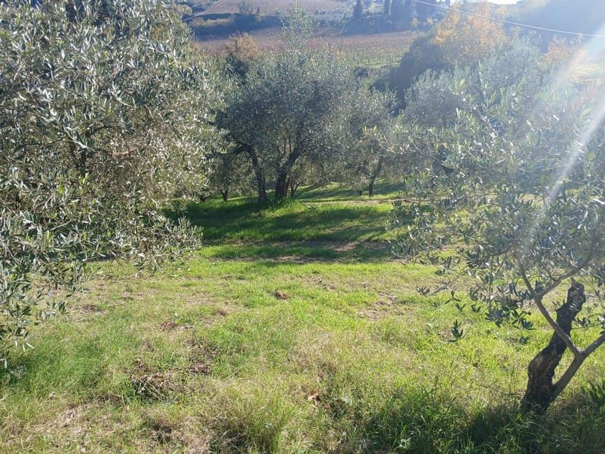 San Gimignano: Winery Visit with Picnic in Olive Grove - The Picnic in the Olive Grove: A Memorable Feast