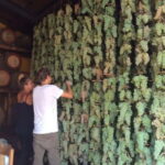 San Miniato: Organic Wine Tasting and Vineyard Tour - Who Will Love This Wine Tour?