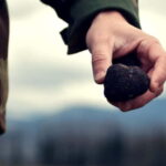 San Miniato: Truffle Hunting Experience - Why This Tour Offers Real Value