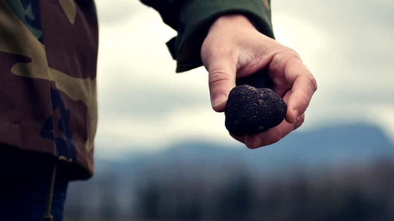 San Miniato: Truffle Hunting Experience - Why This Tour Offers Real Value