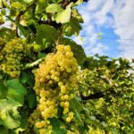 San Pietro di Feletto: Vineyard Tour with Cellar Visit - The Itinerary Breakdown
