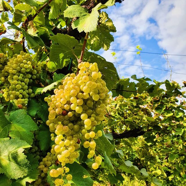 San Pietro di Feletto: Vineyard Tour with Cellar Visit - The Itinerary Breakdown