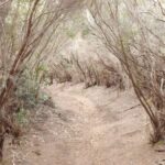 Santa Cruz de Tenerife: 2-Hour Hiking Tour in Anaga Forest - The Role of the Guide and Group Dynamics