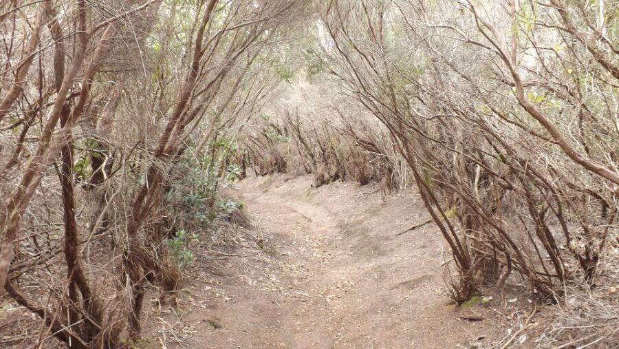Santa Cruz de Tenerife: 2-Hour Hiking Tour in Anaga Forest - The Role of the Guide and Group Dynamics