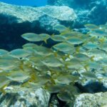 Santa Cruz de Tenerife: PADI Introductory Dive - Authentic Feedback from Participants