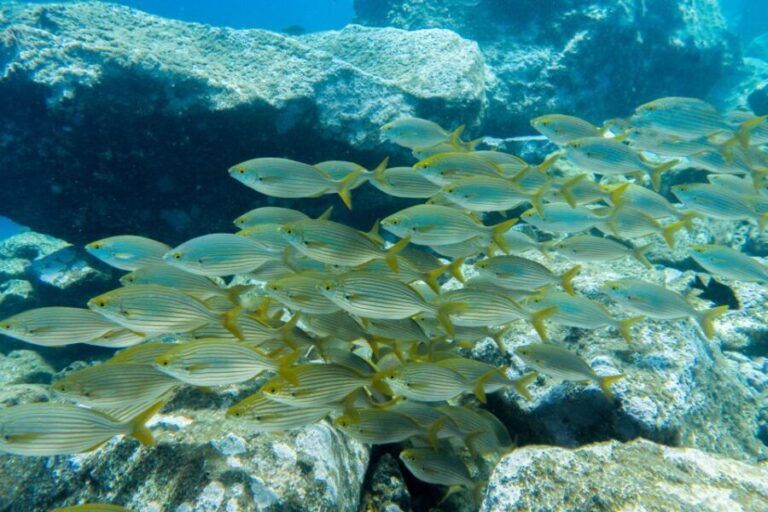 Santa Cruz de Tenerife: PADI Introductory Dive - Authentic Feedback from Participants