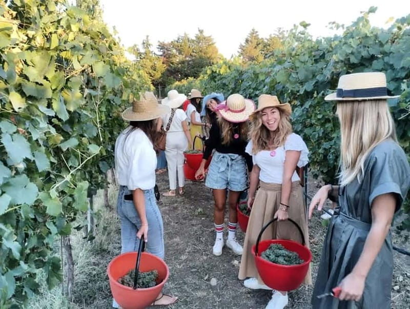 Santa Maria Imbaro: Grape Harvest with Pressing + Picnic among olive trees and vineyards - Is It Worth the Price?