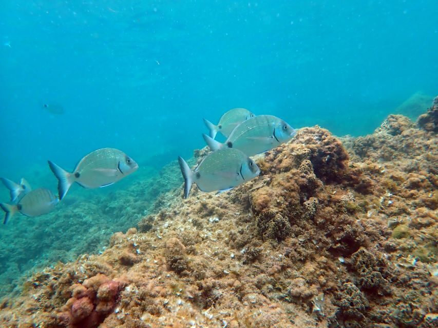Santa Pola: 3-Hour Scuba Diving near Tabarca - Why This Tour Stands Out