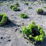 Santorini: Guided Tour to 3 Wineries with Wine Tastings - Why This Tour Offers Excellent Value
