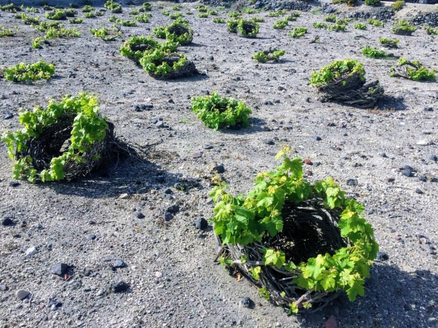 Santorini: Guided Tour to 3 Wineries with Wine Tastings - Why This Tour Offers Excellent Value