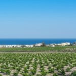 Santorini: Guided Wineries Private Tour with Wine Tastings - Analyzing the Value