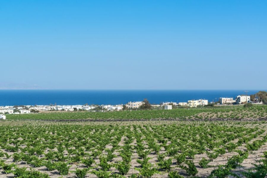 Santorini: Guided Wineries Private Tour with Wine Tastings - Analyzing the Value