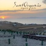 Santorini: Private Agri-Educational Visit to an Organic Farm - Why This Tour Is Worth Considering
