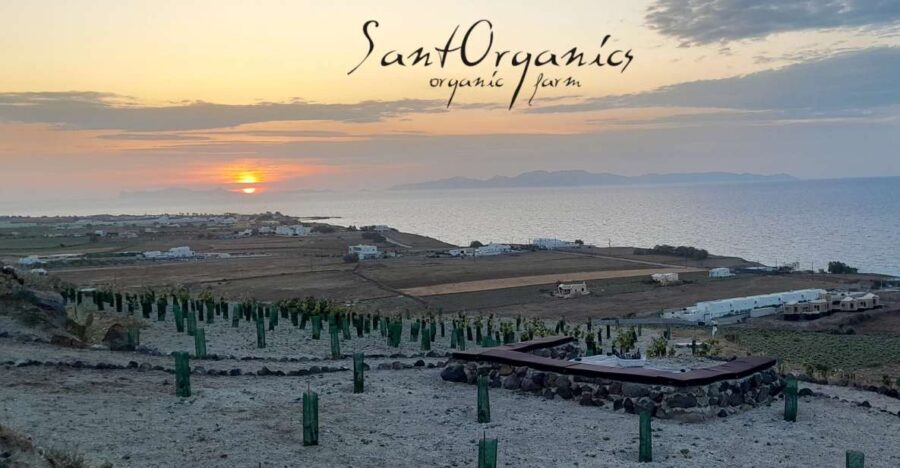 Santorini: Private Agri-Educational Visit to an Organic Farm - Why This Tour Is Worth Considering