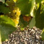 Santorini Private Wine and Food Tour - Frequently Asked Questions