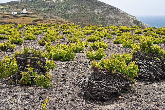 Santorini Private Wine Tour - The Value and Practicalities