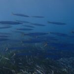 Santorini: Scuba Diving - Key Points