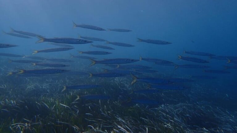 Santorini: Scuba Diving - Key Points