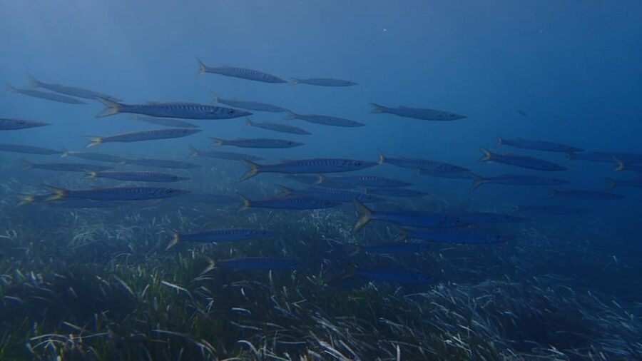 Santorini: Scuba Diving - Key Points