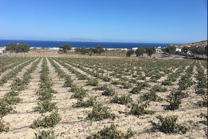 Santorini Wine Adventure with 12 Wine Tastings, Tapas and Sunset - Visiting Three Wineries: A Mix of Modern and Traditional Approaches