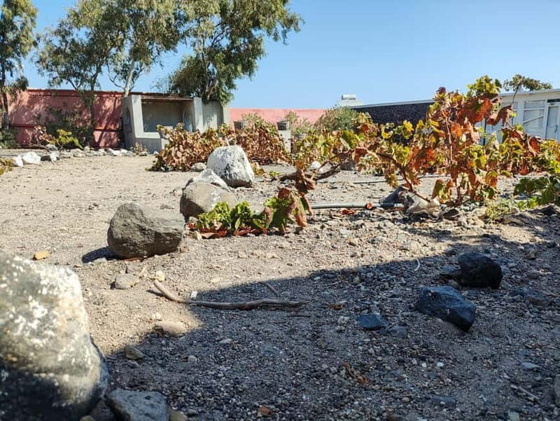 Santorini: Wine Tasting in locals wineries - Analyzing the Value