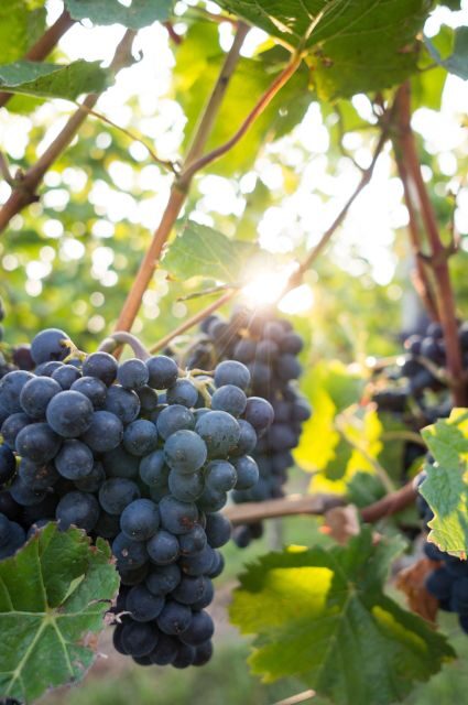 Santorini: Wine Tasting Tour with 12 Tastings and Snacks - Who Will Love This Tour?