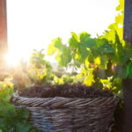 Santorini's "Wine Roads": Private Wine Tour With Tastings - Why This Tour Works