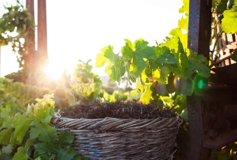 Santorini's "Wine Roads": Private Wine Tour With Tastings - Why This Tour Works