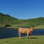 Sao Jorge Cheese Tour - Half day - An In-Depth Look at the São Jorge Cheese Tour